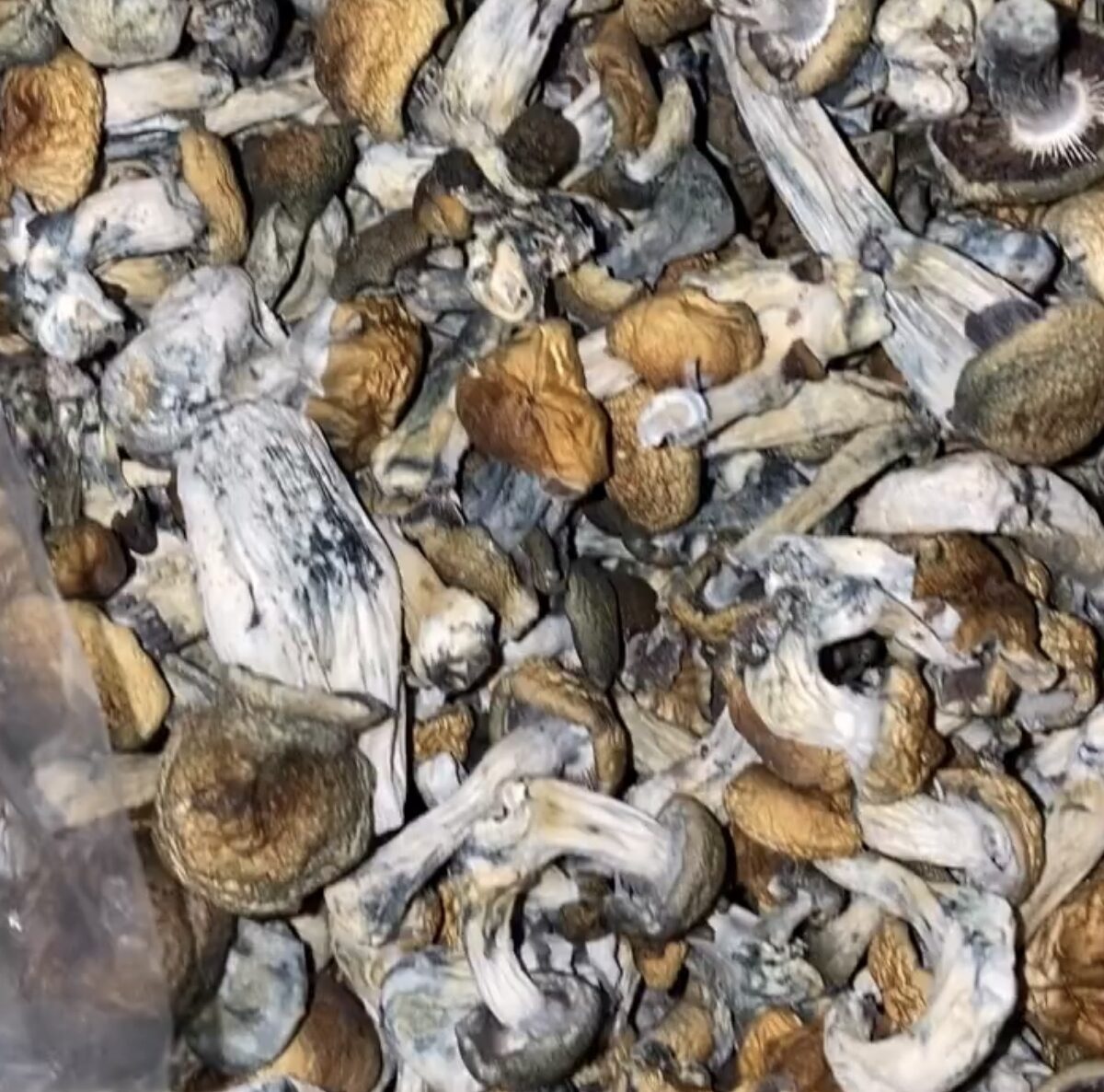 Amazonian Magic Mushrooms – Hedgenix